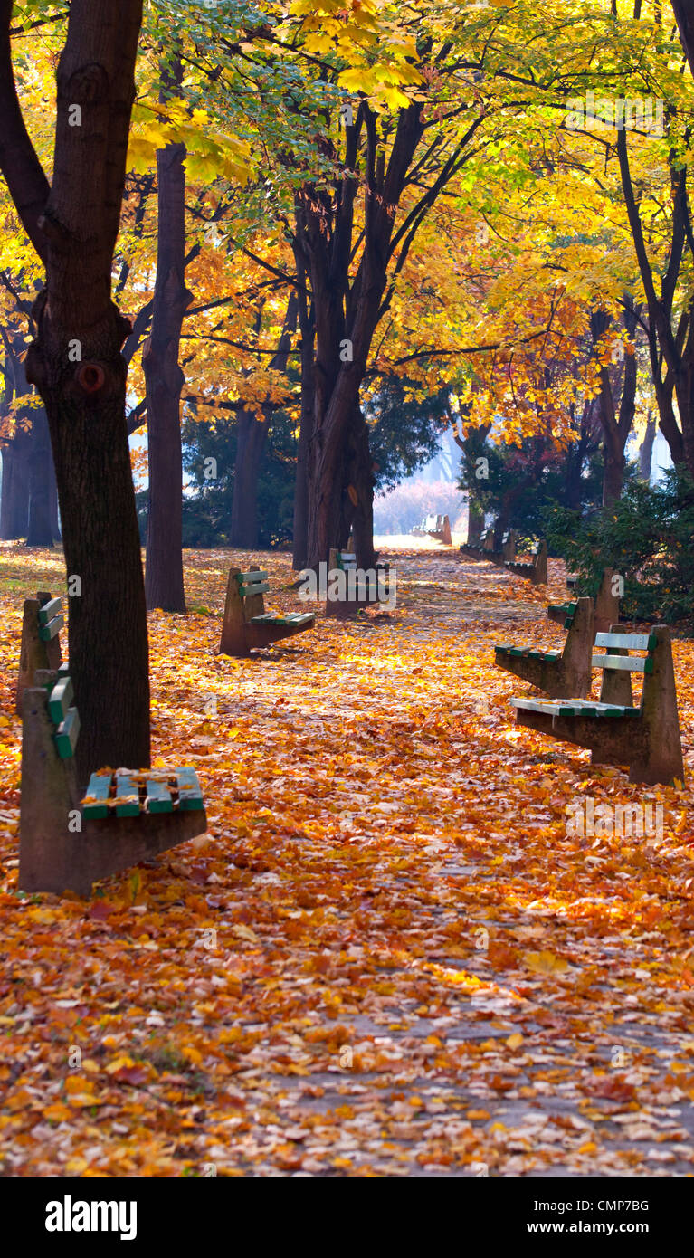 Wooden benches in park - Autumn scene Stock Photo - Alamy