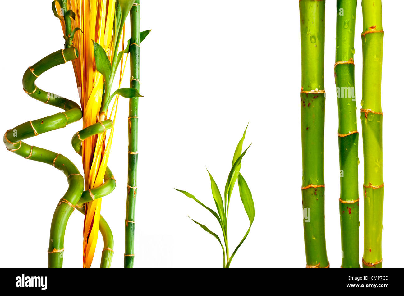 Bamboo collection isolated on white Stock Photo - Alamy