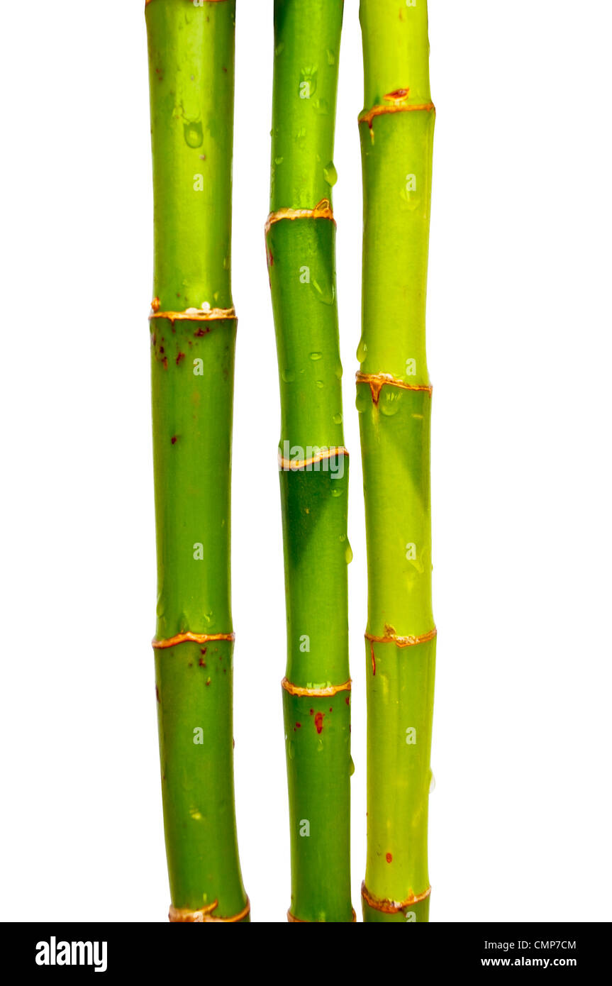 Bamboo isolated on white Stock Photo - Alamy
