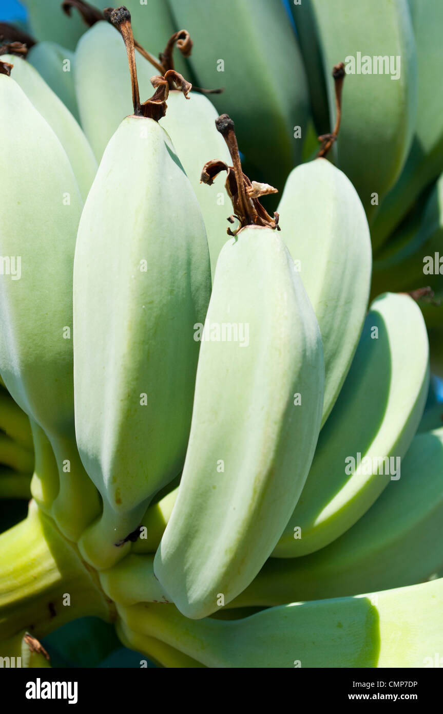 Green bananas close-up shot Stock Photo - Alamy