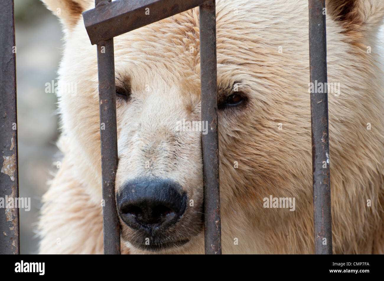 Polar bear behind bars Stock Photo - Alamy