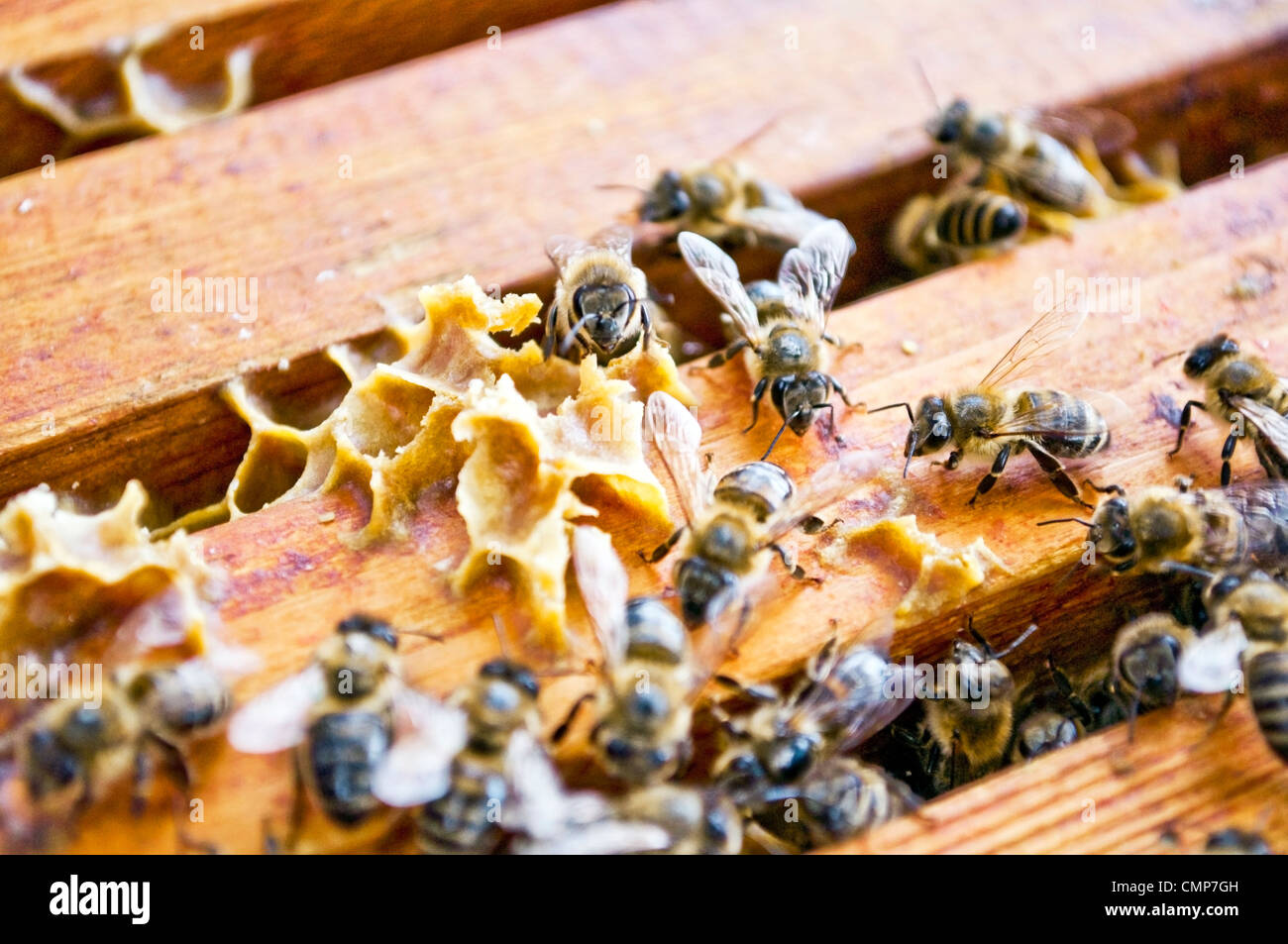 Insect agility hi-res stock photography and images - Alamy