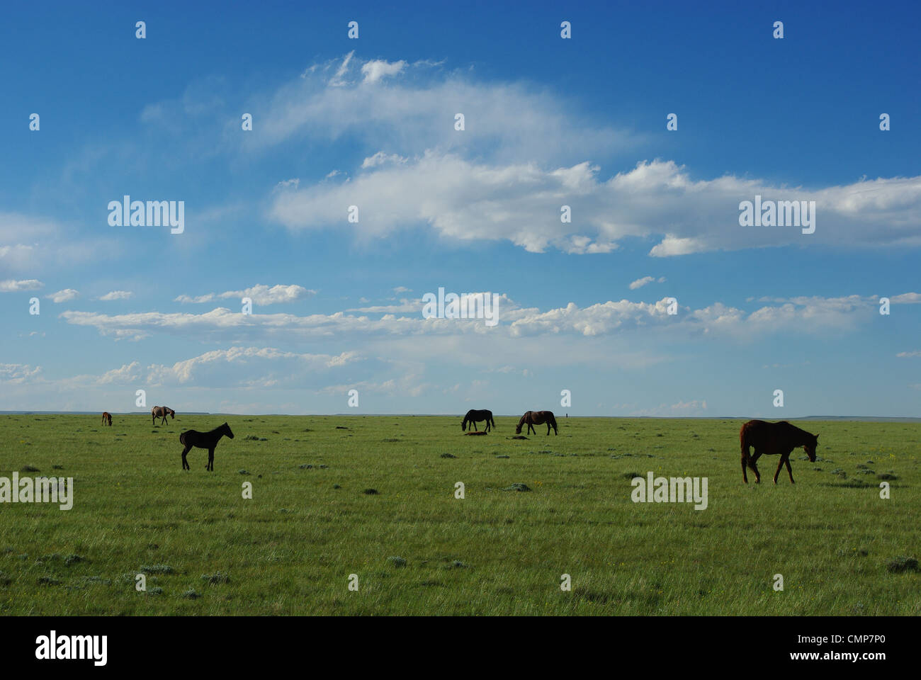 Wild horses in wide open prairie, Wyoming Stock Photo - Alamy