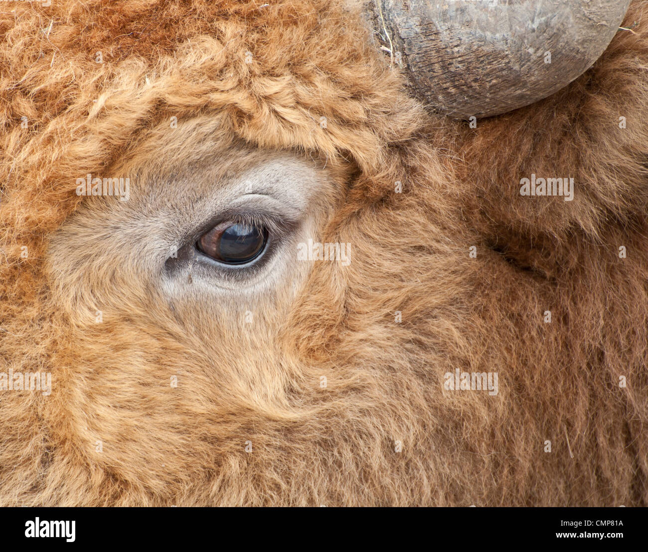 Cow eye macro shot Stock Photo - Alamy