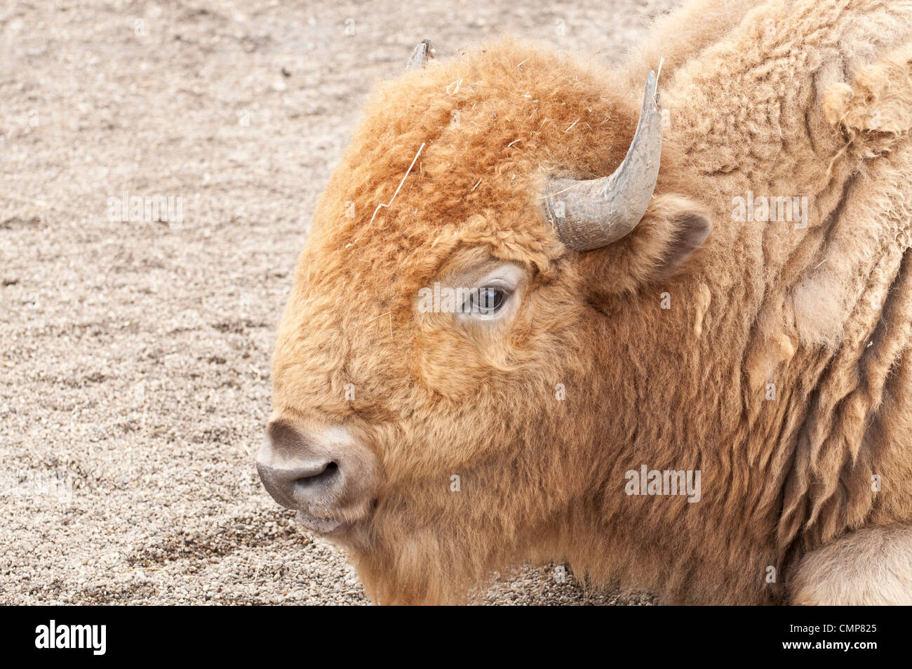 Angry bison hi-res stock photography and images - Alamy