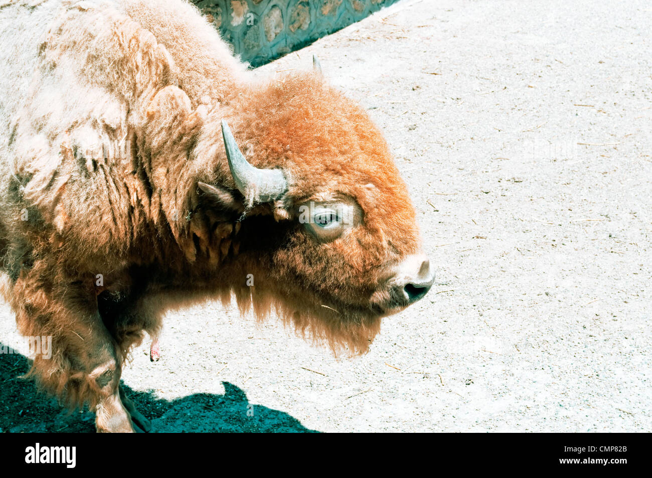 Angry bison hi-res stock photography and images - Alamy