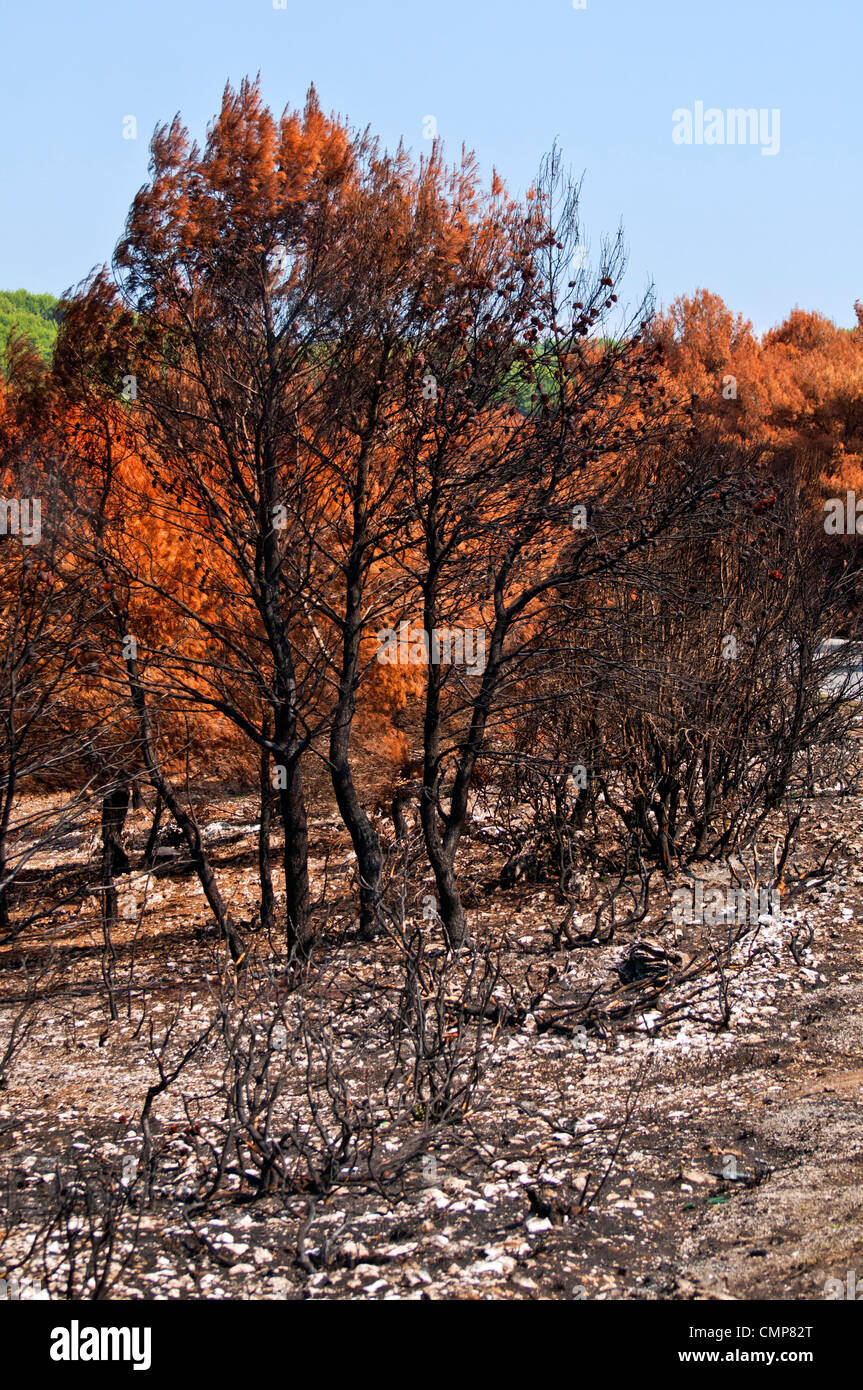 Burned forest Stock Photo - Alamy