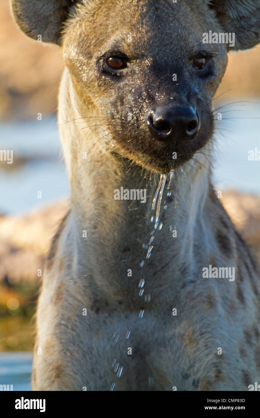 Hayena hi-res stock photography and images - Alamy