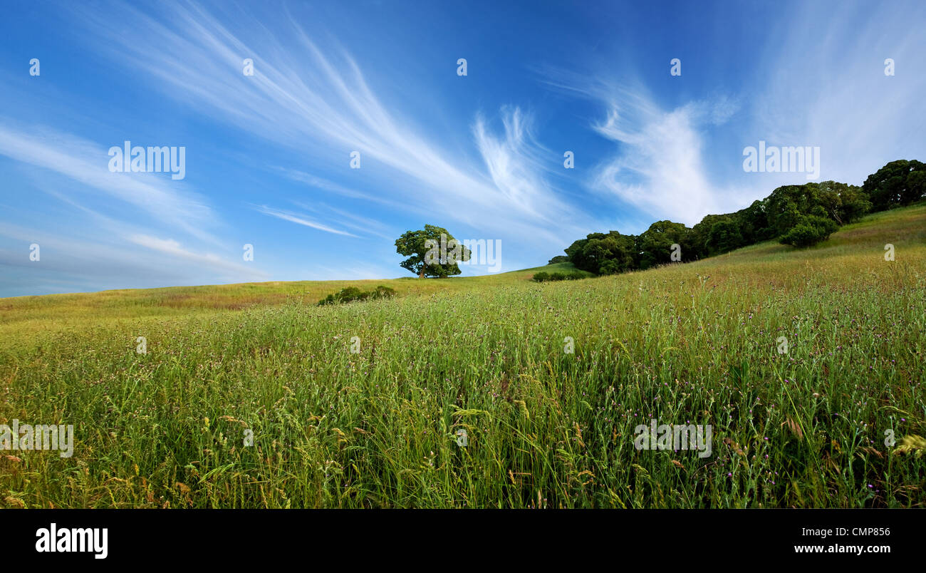 Lone california oak tree in hi-res stock photography and images - Alamy
