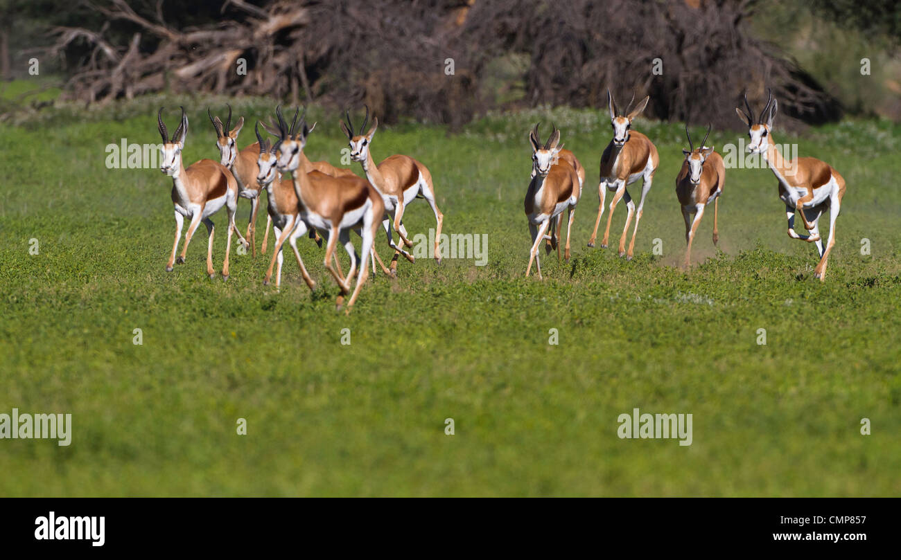 Springbok group running hi-res stock photography and images - Alamy