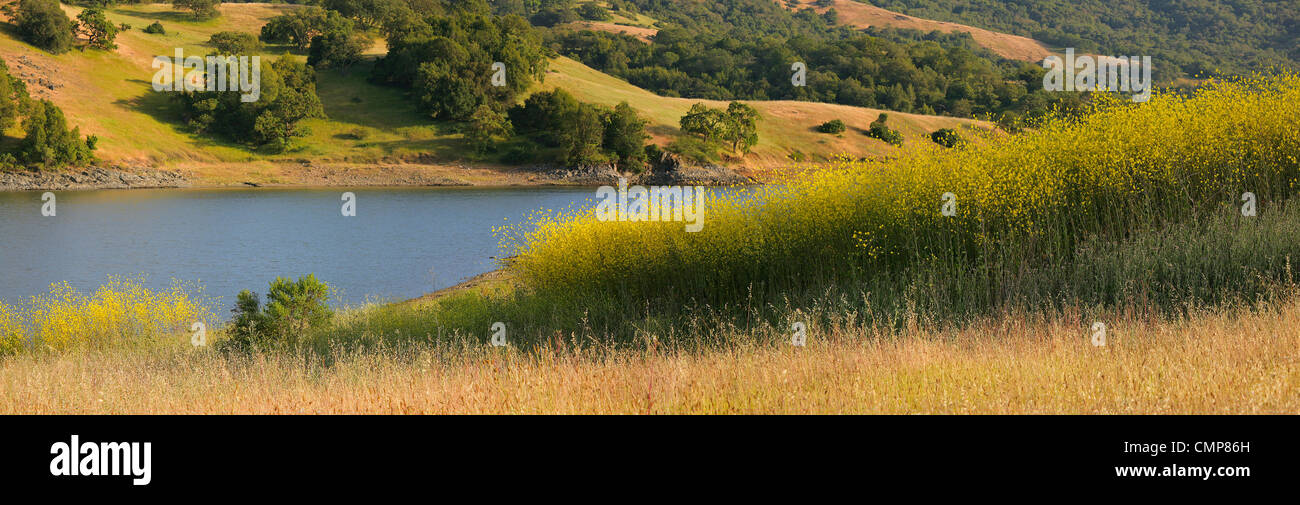 Panorama of idyllic California lake shore and hillside in mustard bloom ...
