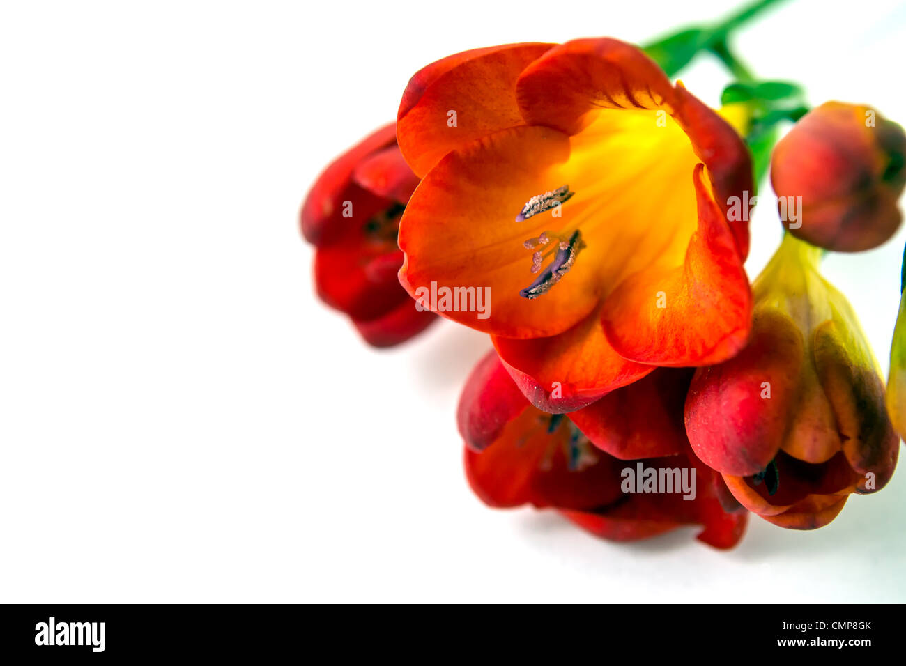 Red freesia on white background Stock Photo - Alamy