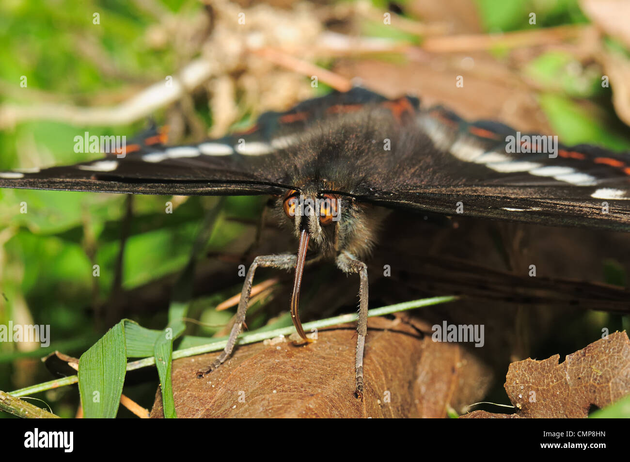 Butterfly proboscis hi-res stock photography and images - Alamy