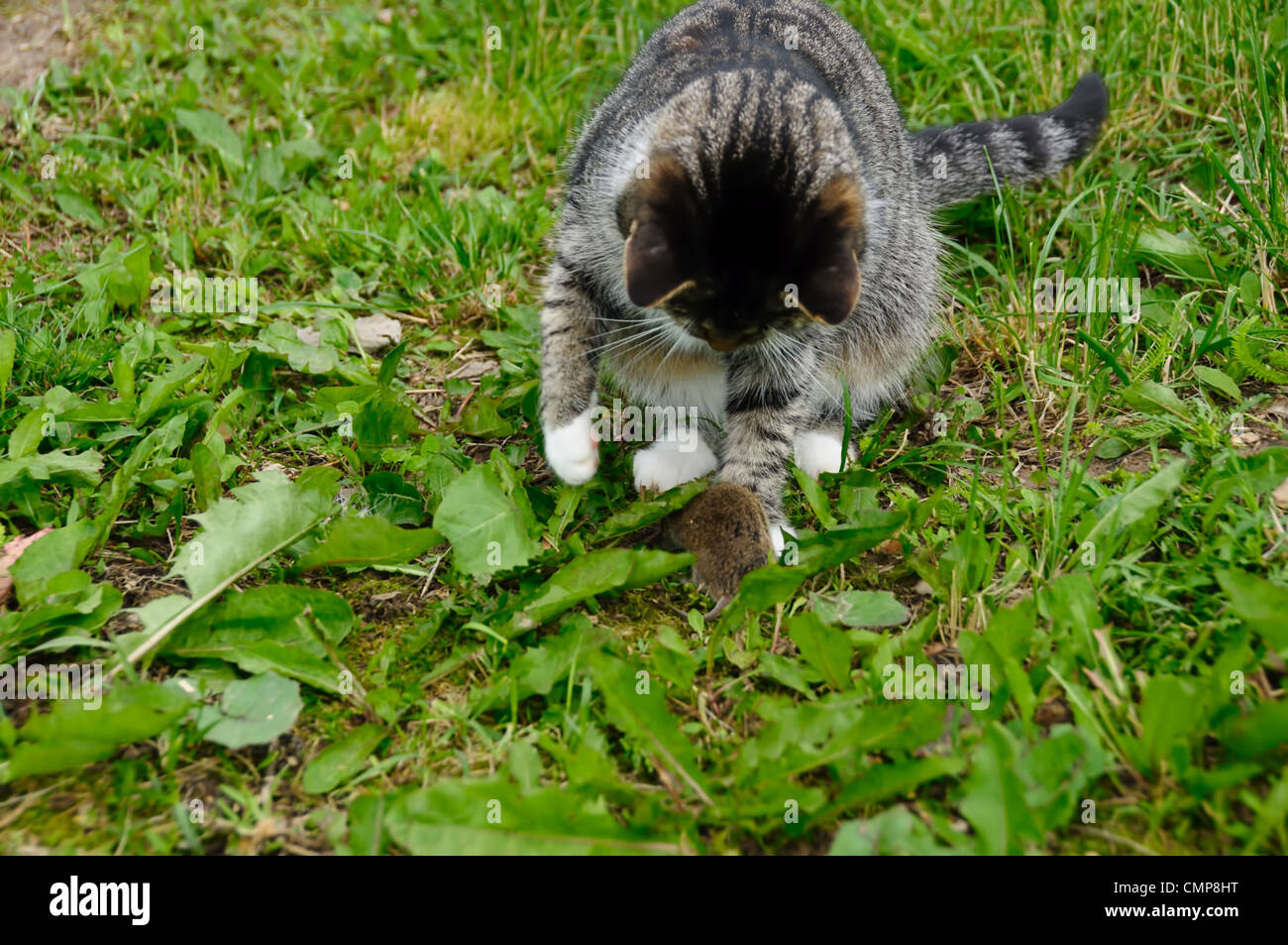 Cat and mouse Stock Photo - Alamy