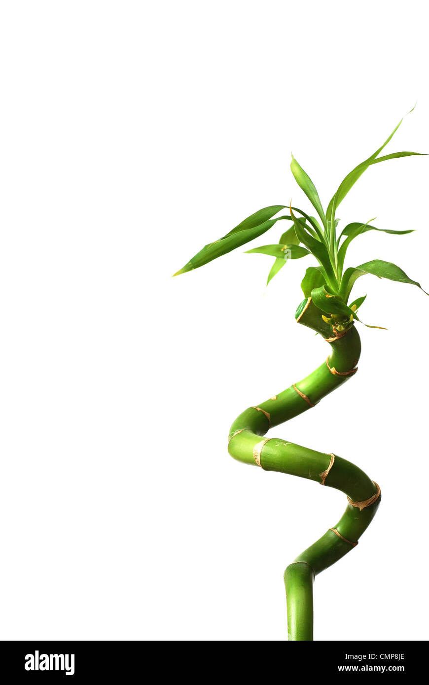 Isolated bamboo with white background Stock Photo - Alamy