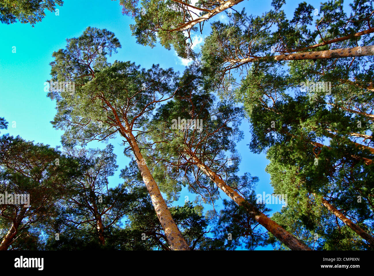 Landscape of pine trees Stock Photo - Alamy