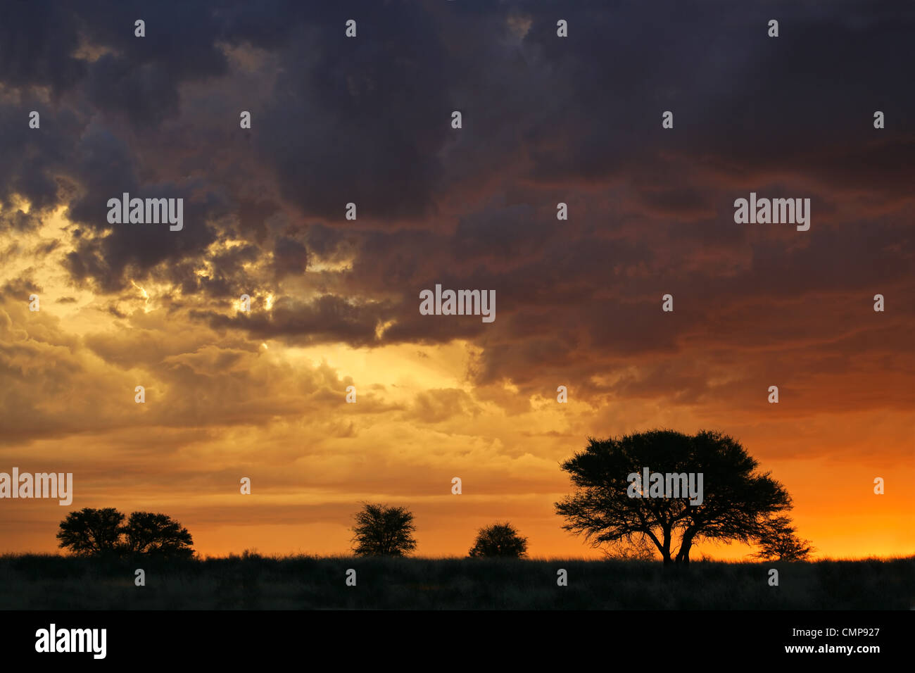 Sunset with silhouetted African Acacia trees, Kgalagadi Transfrontier Park, South Africa Stock ...