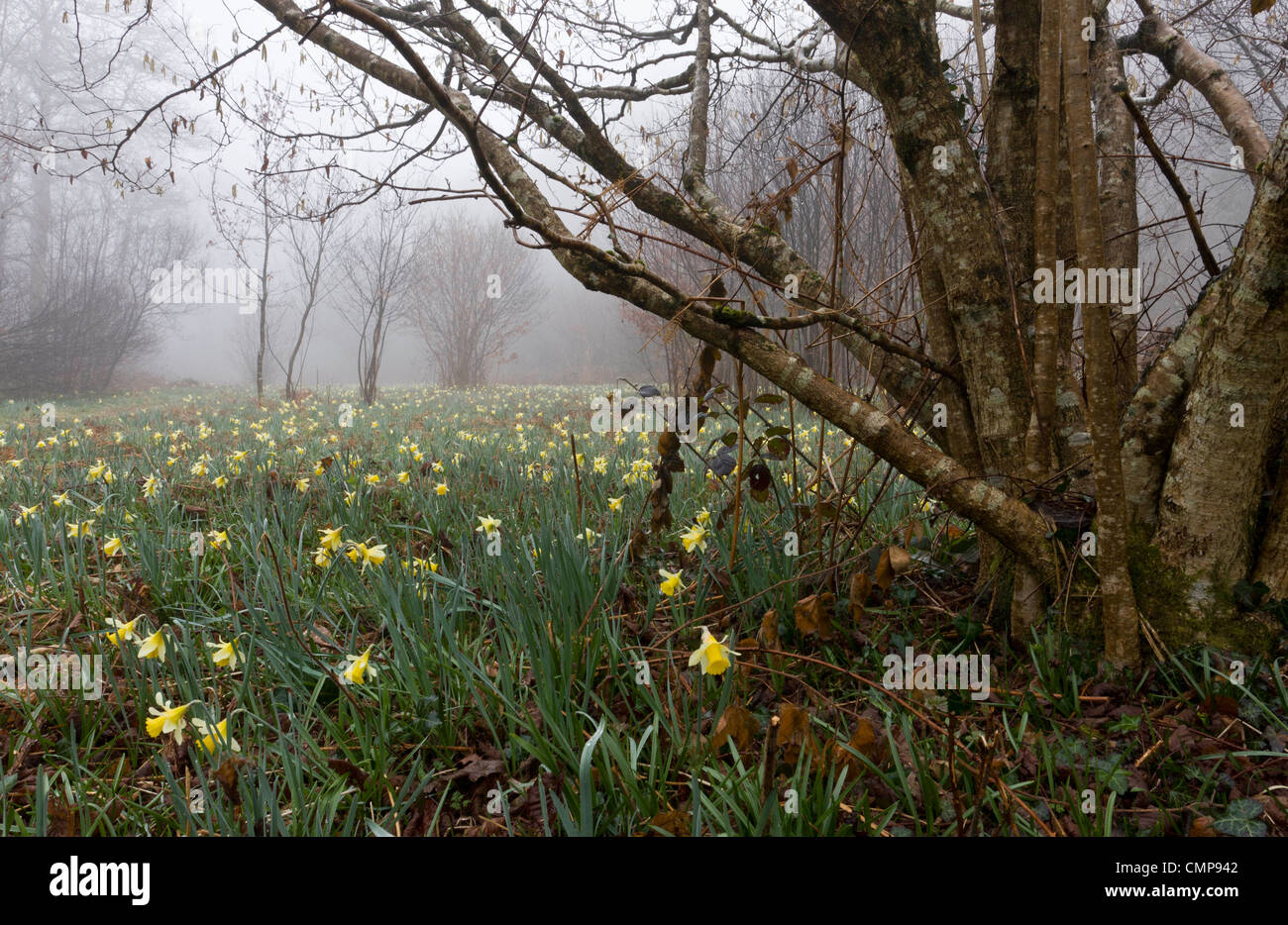 Wild Daffodils on a misty morning in the Teign Valley, in Dunsford and ...