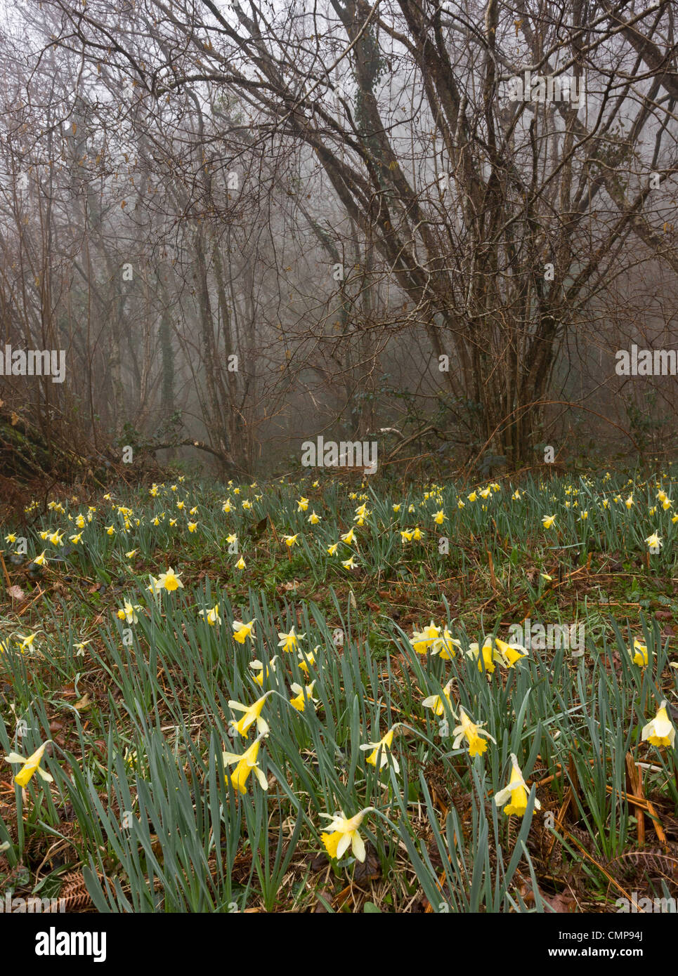 Wild Daffodils on a misty morning in the Teign Valley, in Dunsford and ...