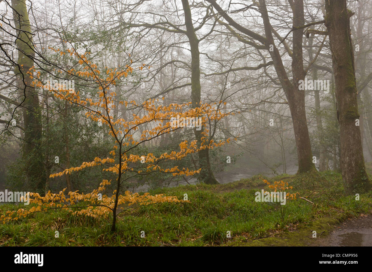 Teign Valley, above Steps Bridge; Dartmoor, Devon Stock Photo - Alamy