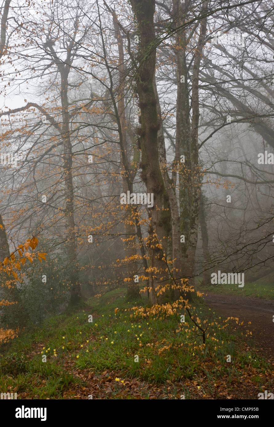 Steps bridge hi-res stock photography and images - Alamy