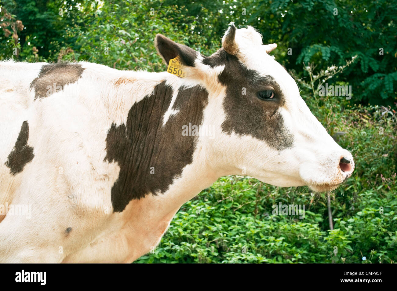 Dairy crest cow hi-res stock photography and images - Alamy