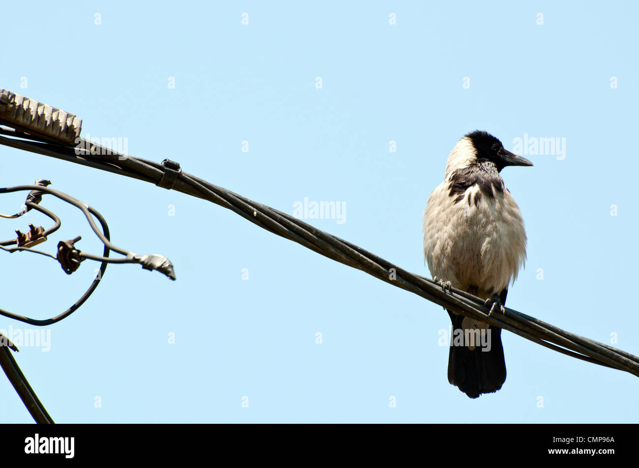 Crow on electricity wire hi-res stock photography and images - Alamy