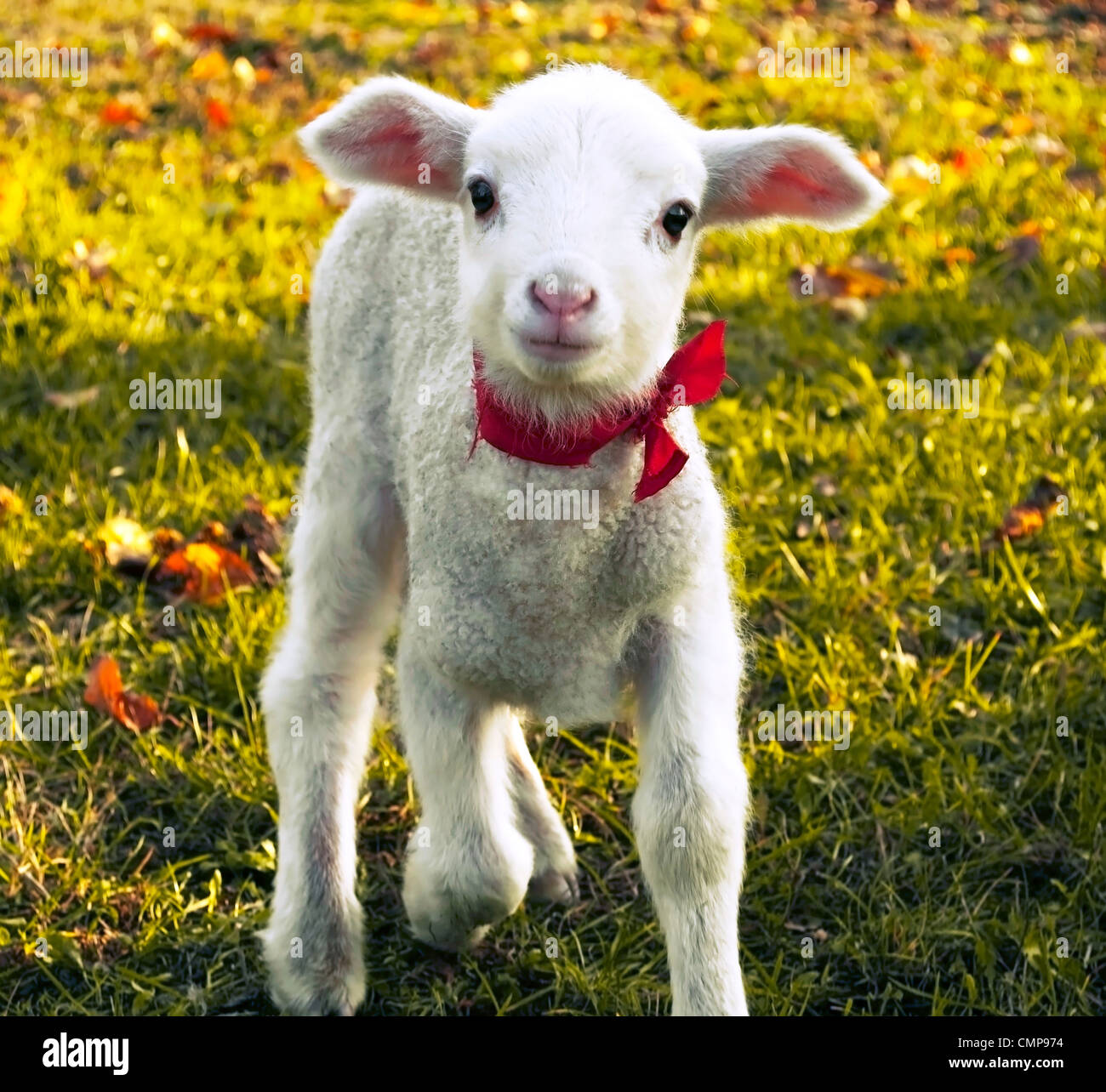 Curious lamb portrait Stock Photo - Alamy