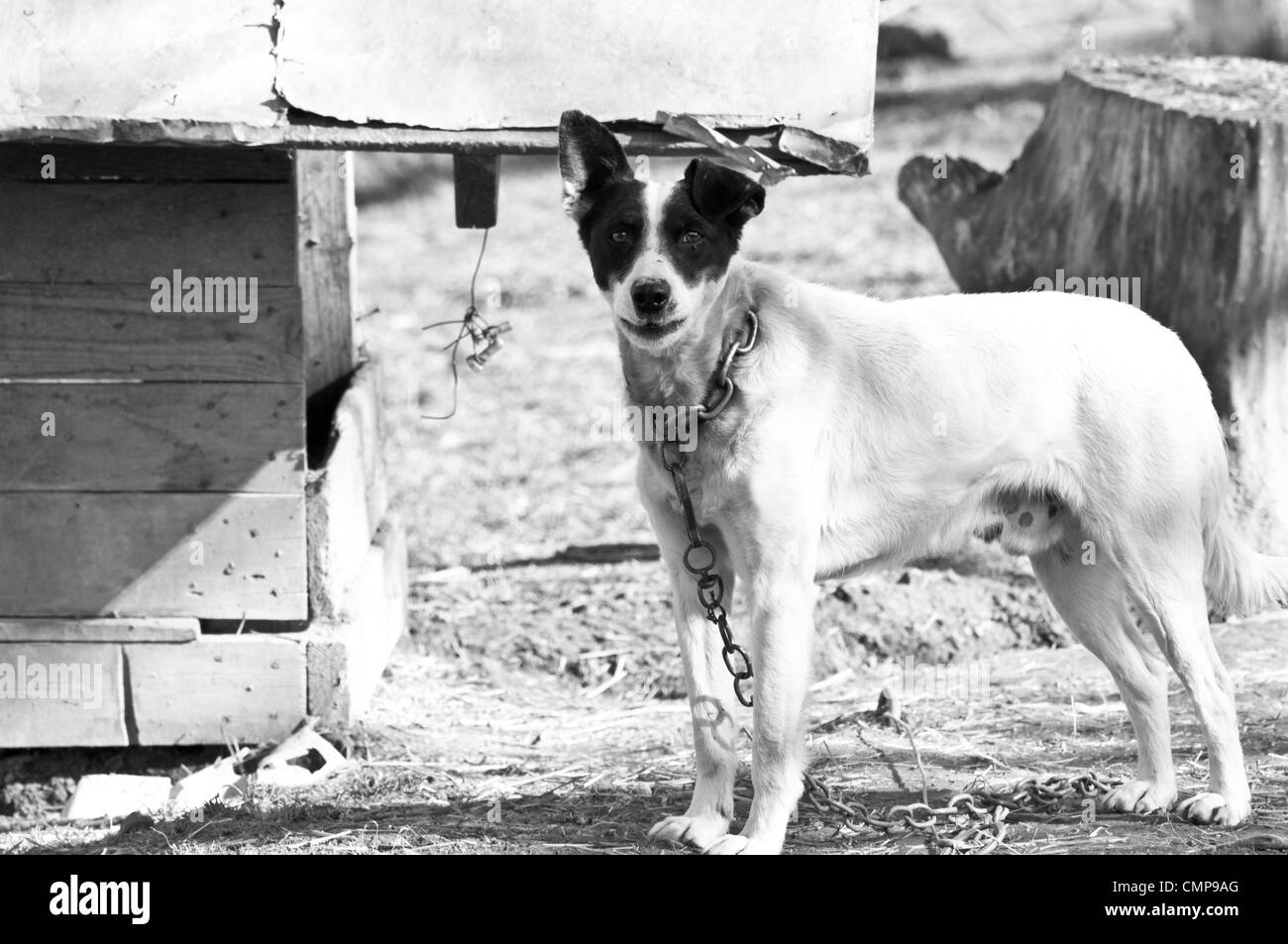 Affection house Black and White Stock Photos & Images - Alamy