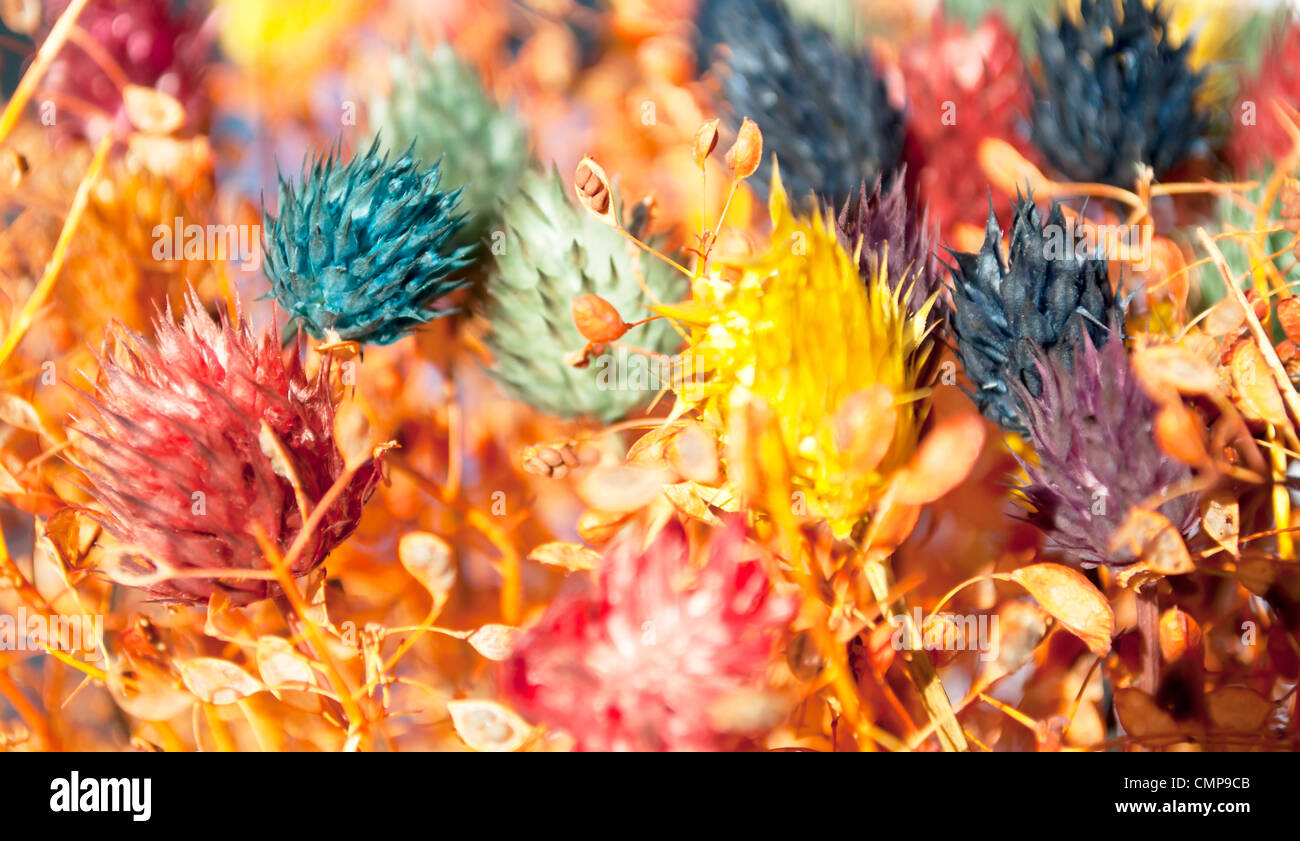 Decorative colorful dried flowers background Stock Photo - Alamy
