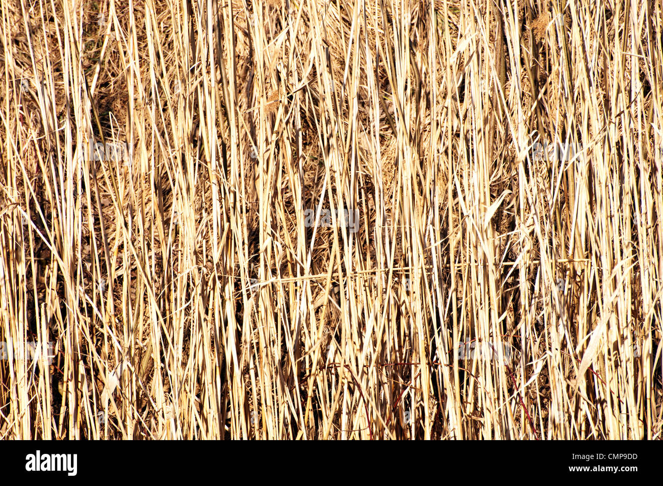 Dry grass hay background Stock Photo - Alamy