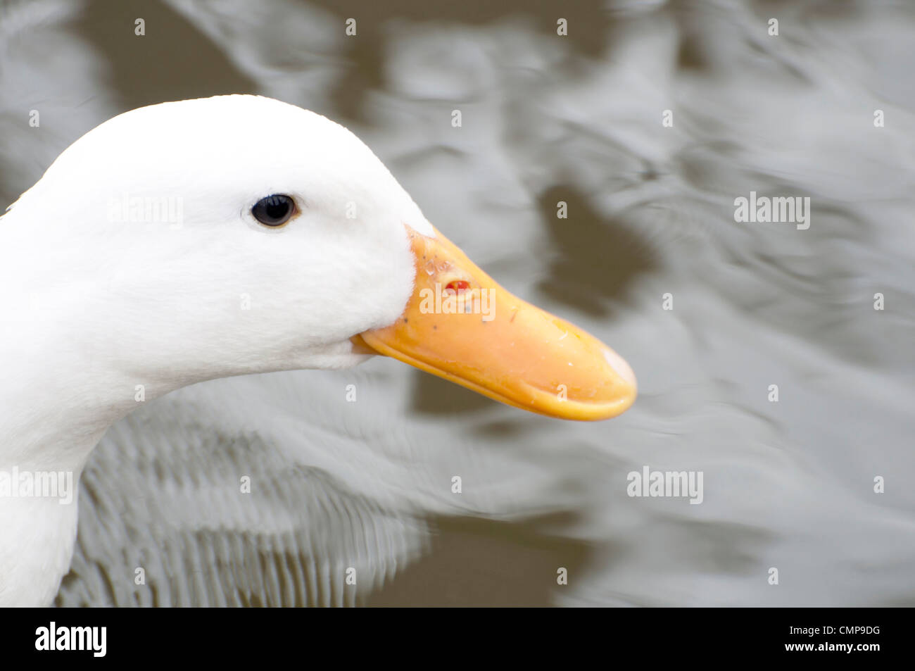 White duck (pekins species) close up Stock Photo - Alamy
