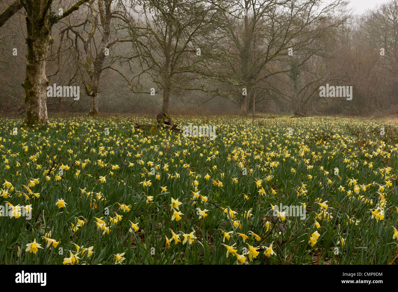 Wild Daffodils on a misty morning in the Teign Valley, in Dunsford and ...