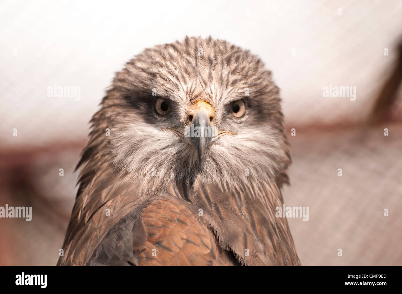 Eagle clip art hi-res stock photography and images - Alamy
