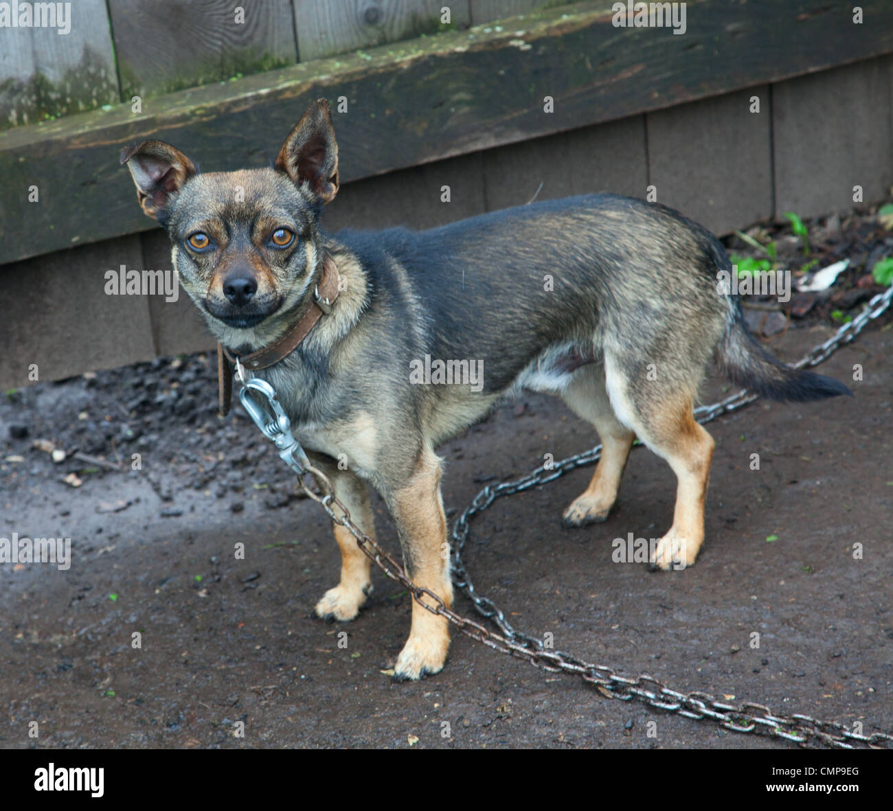 Sad puppy chain hi-res stock photography and images - Alamy