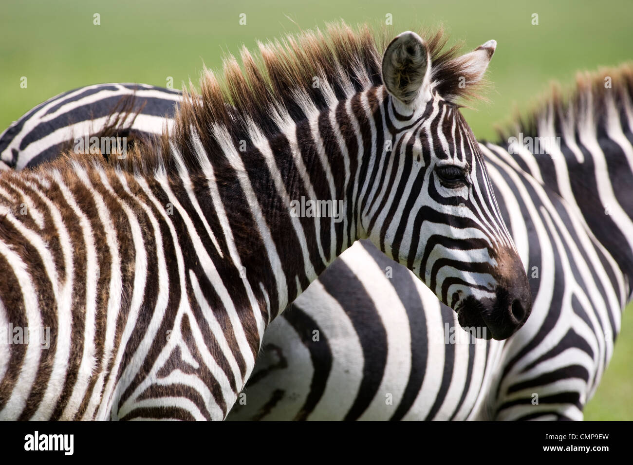 Zebra up close hi-res stock photography and images - Alamy