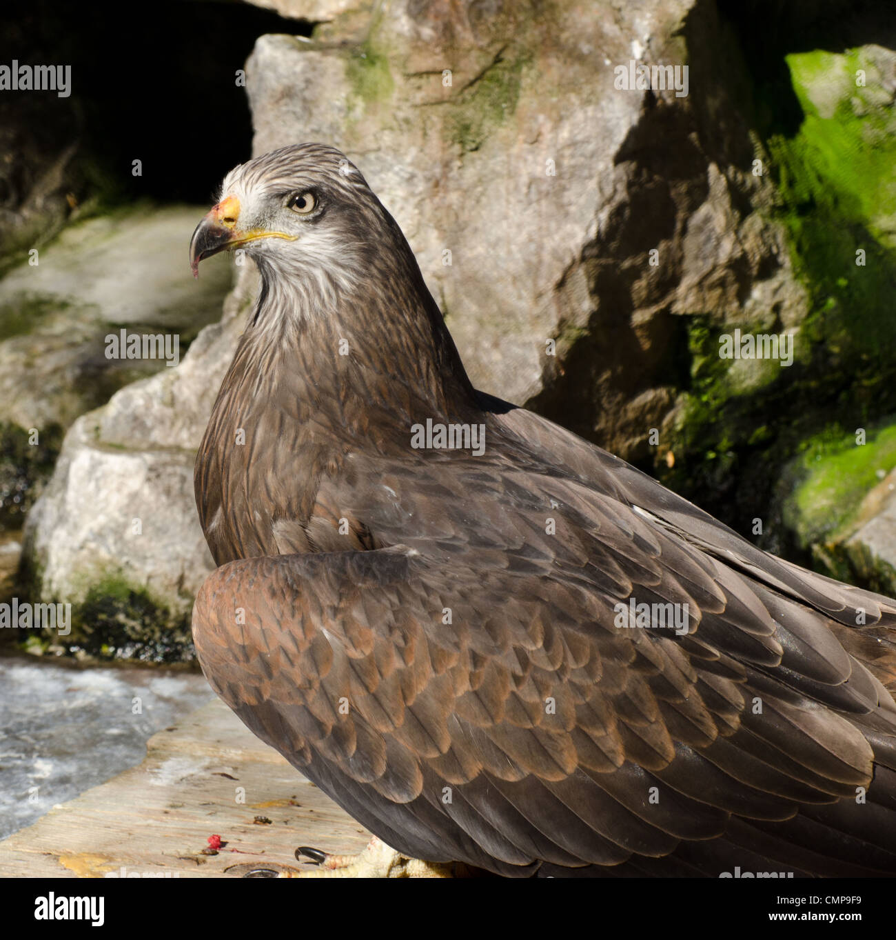 Beautiful eagle portrait Stock Photo - Alamy