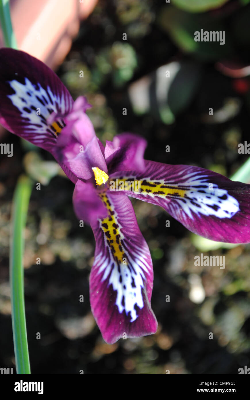 Purple Mini Iris Stock Photo - Alamy