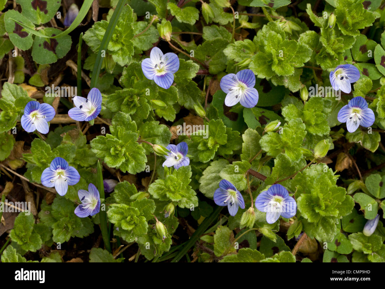 Common Field-speedwell, Veronica persica on waste ground, Devon Stock ...