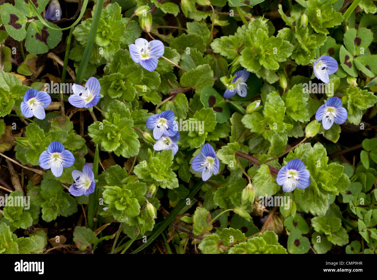 Common Field-speedwell, Veronica persica on waste ground, Devon Stock ...