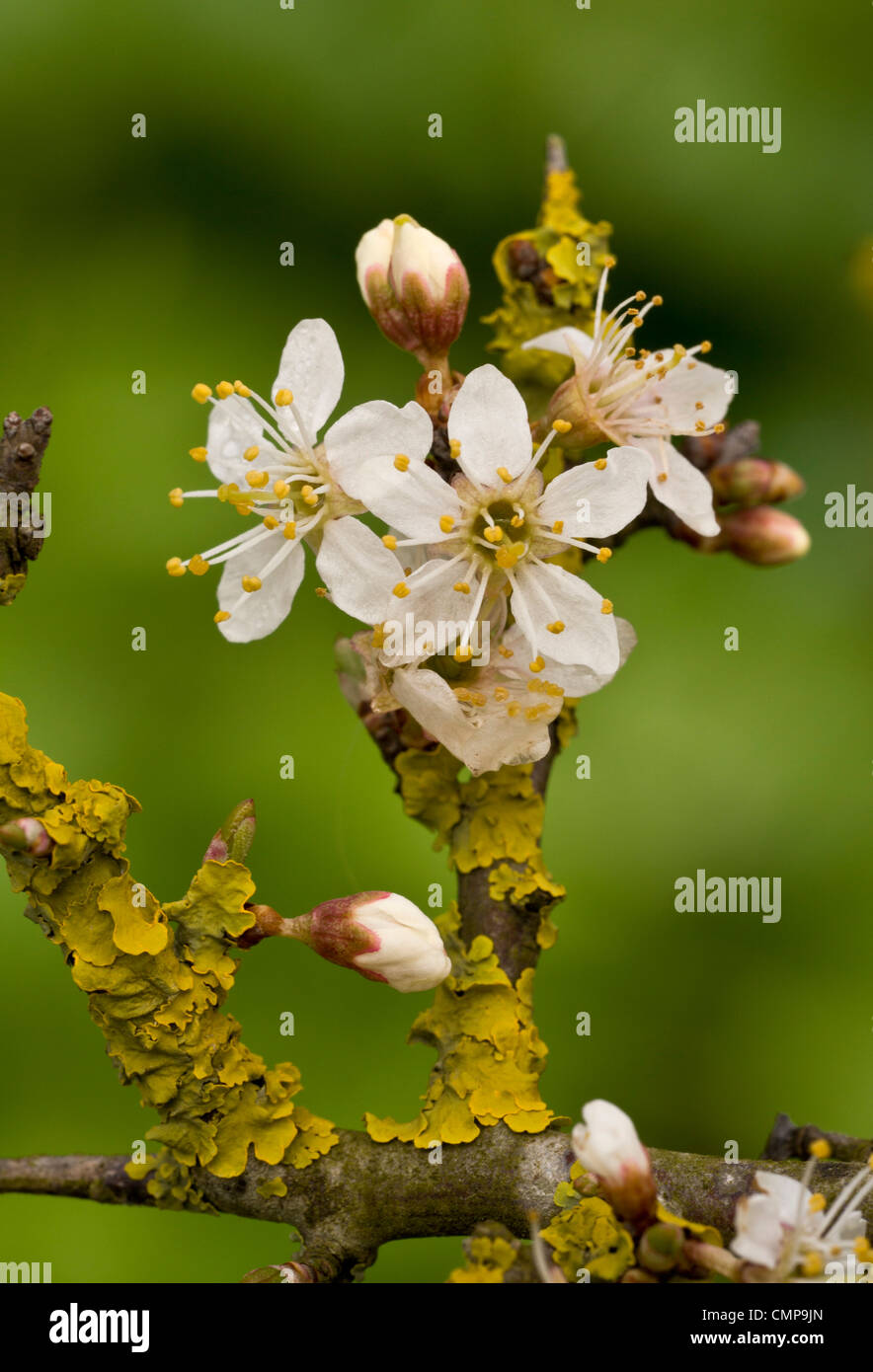 Blackthorn, Prunus spinosa, in flower, with lichen-covered twigs. Early ...
