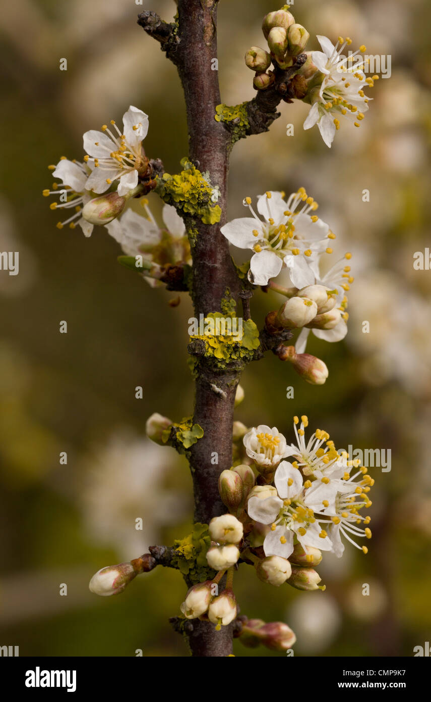 Prunus spinosa hi-res stock photography and images - Alamy