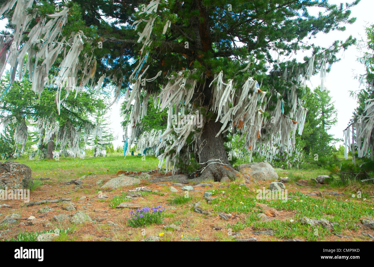 Shamanic tree hi-res stock photography and images - Alamy