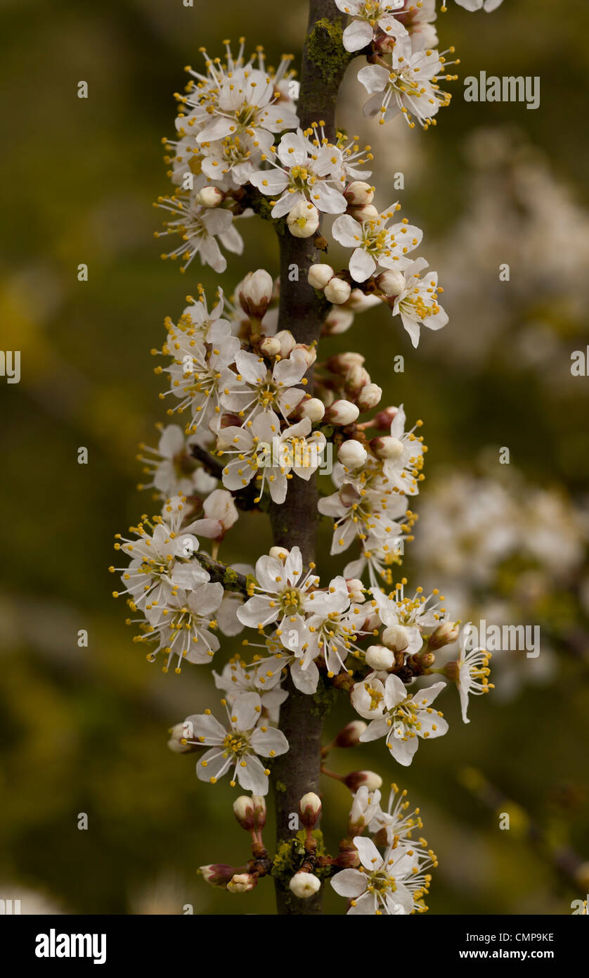Prunus spinosa in bloom hi-res stock photography and images - Alamy