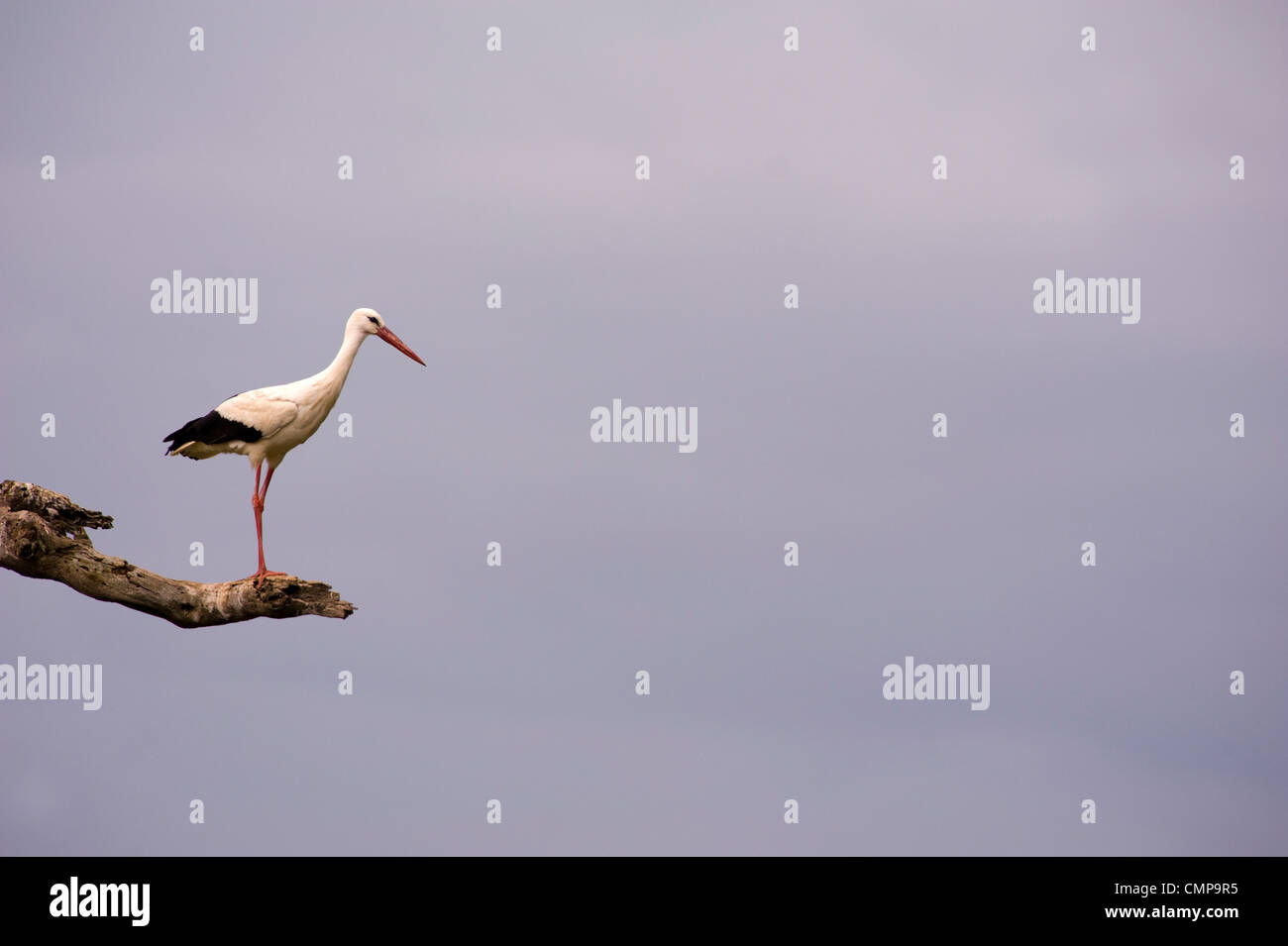 A beautiful stork on branch Stock Photo - Alamy