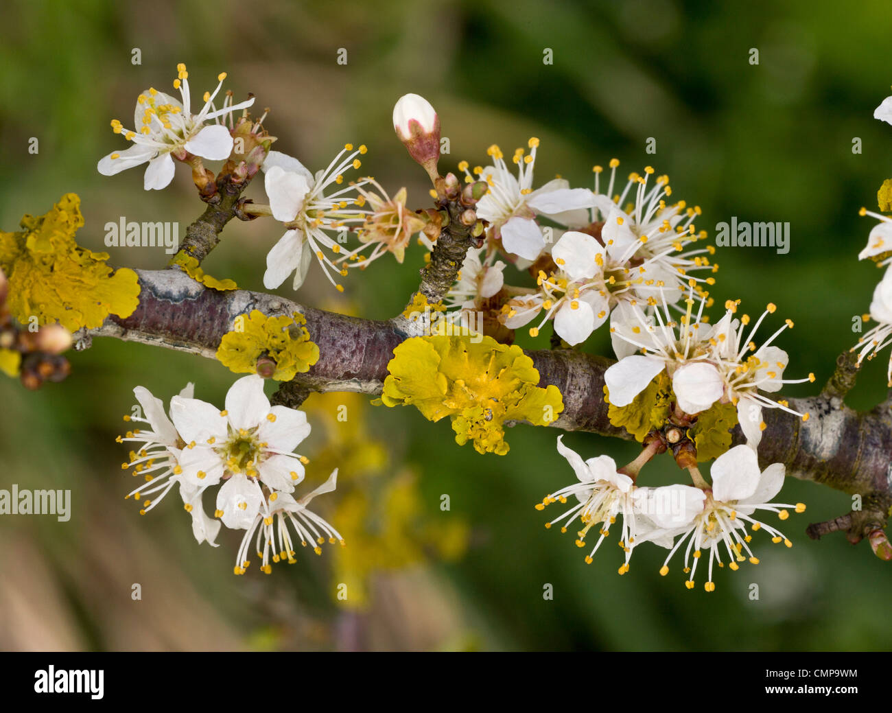 Blackthorn, Prunus spinosa, in flower, with lichen-covered twigs. Early ...