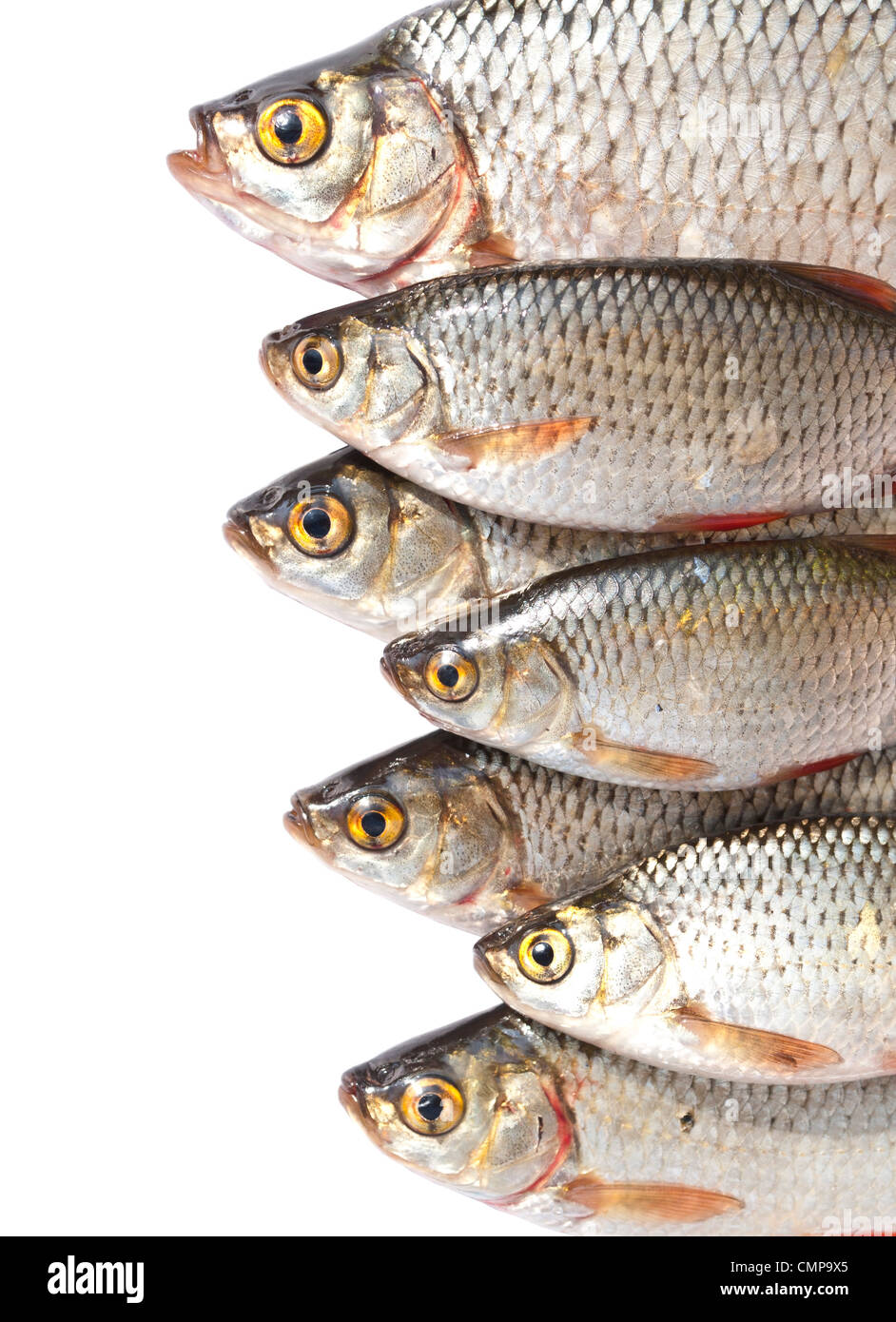 Fish heads close-up isolated on white Stock Photo - Alamy