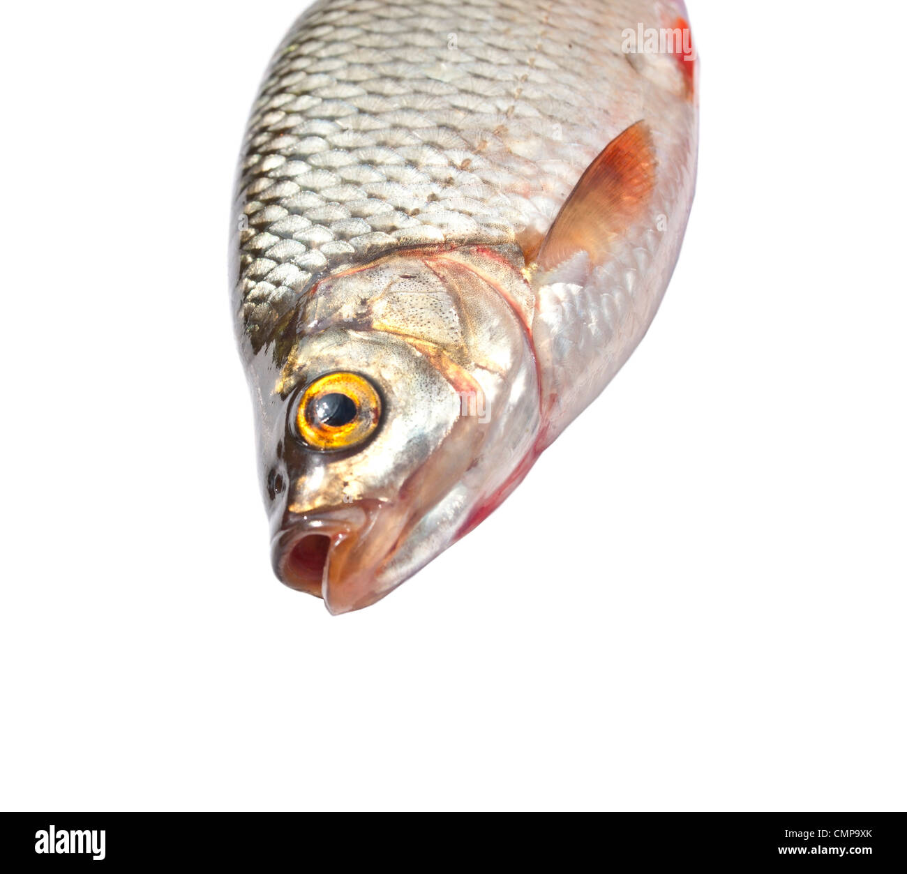 Fish portrait isolated on white Stock Photo - Alamy
