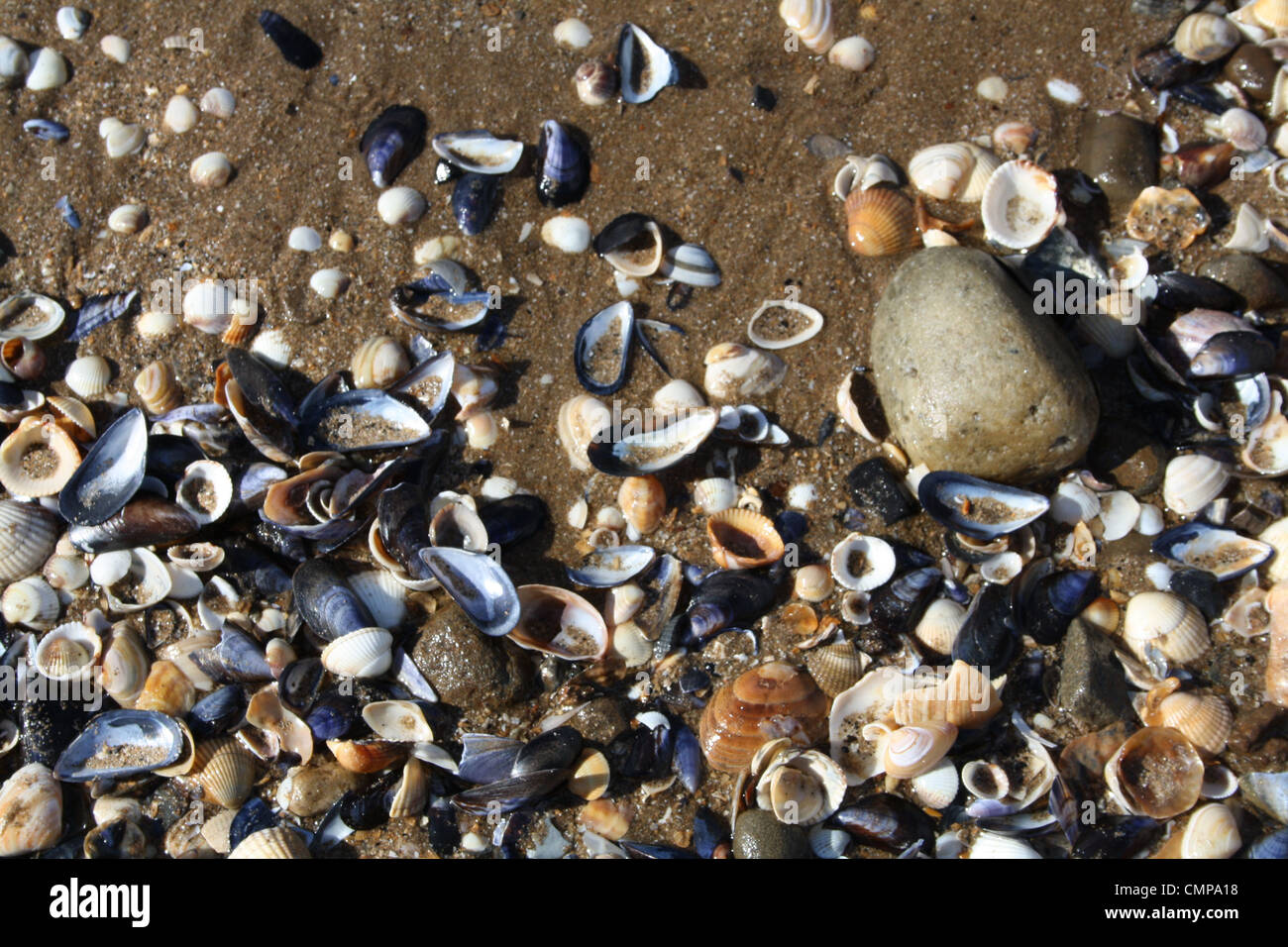 shells on a beach Stock Photo - Alamy
