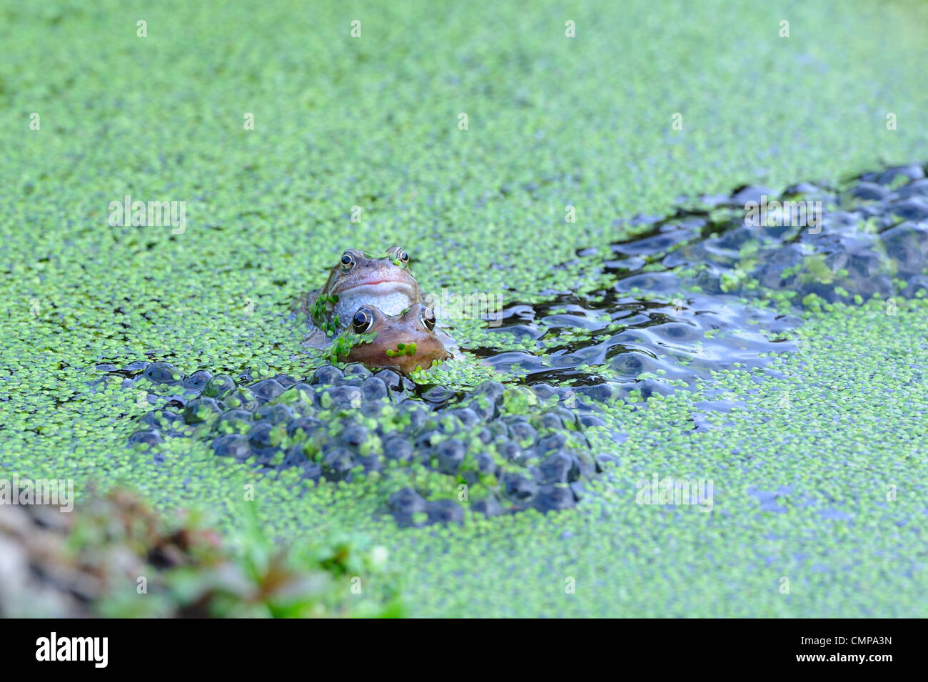 Toad spawn uk hi-res stock photography and images - Alamy